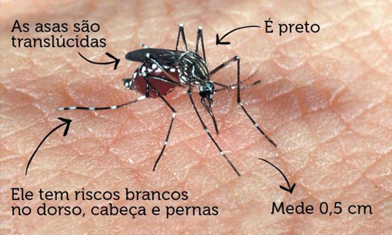 Que horas o mosquito da dengue mais pica? É diferente do pernilongo ...